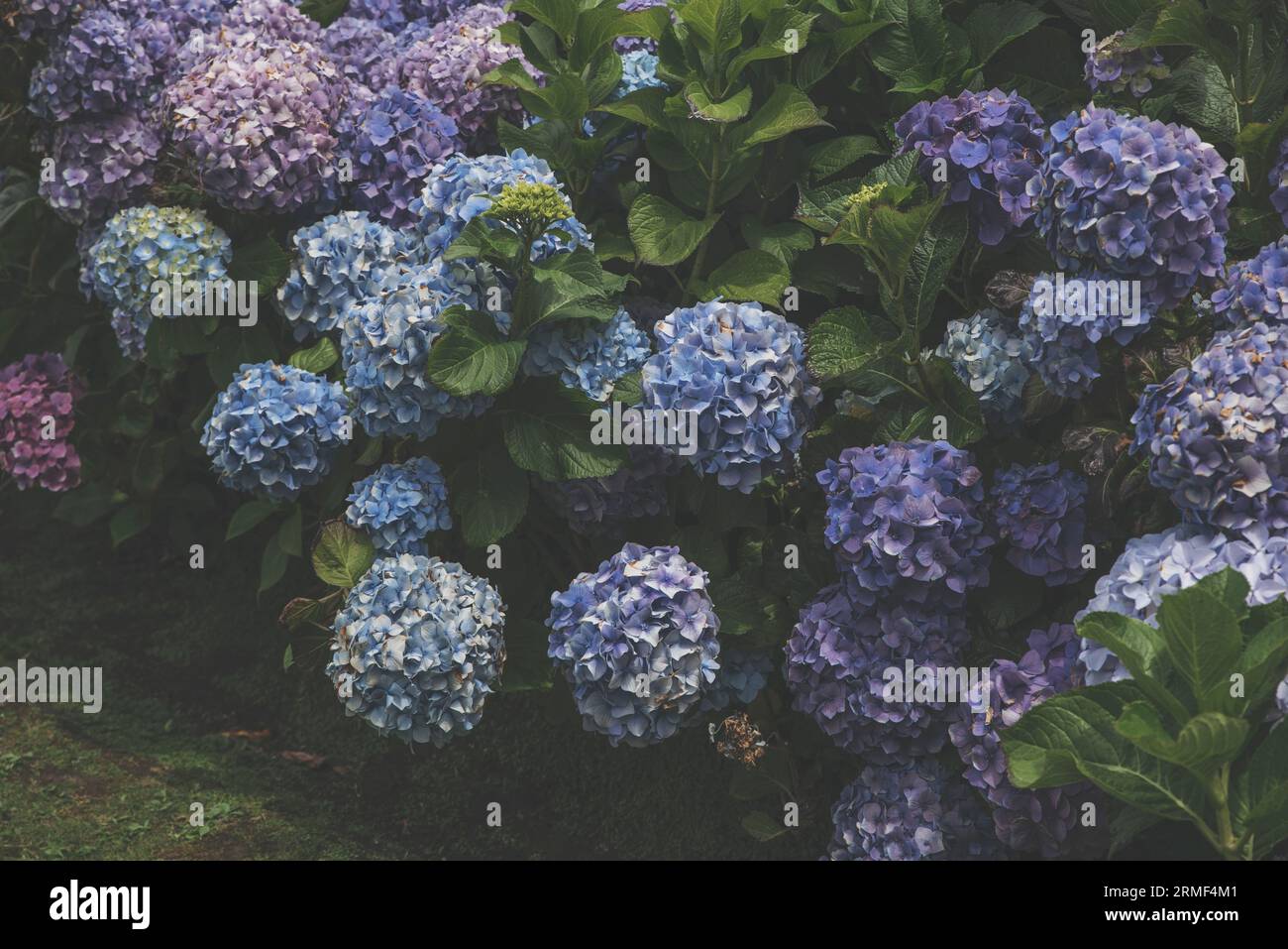 Hydrangea europa hi-res stock photography and images - Alamy