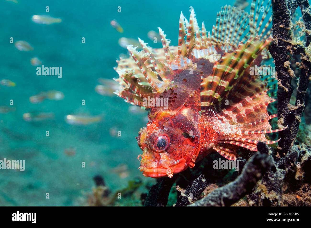 Dwarf lionfish (Dendrochirus brachypterus) spreading fins. Lembeh ...