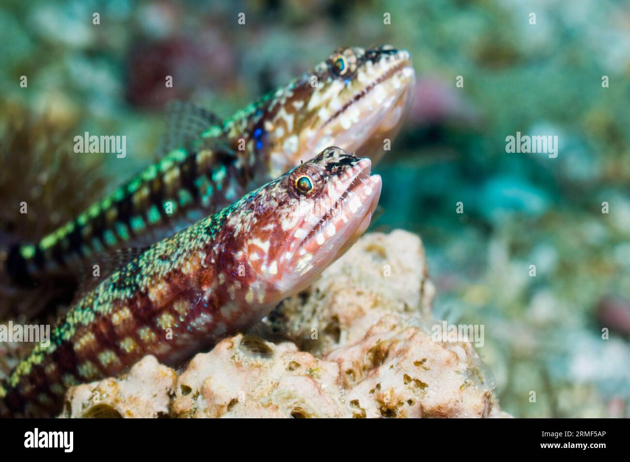 A pair of Variegated lizardfish (Synodus variegatus) lying half buried ...