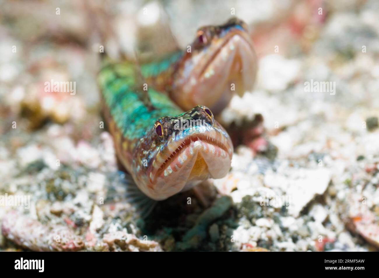 Lizardfish (Synodus variegatus) lying in wait for prey. Rinca, Komodo ...