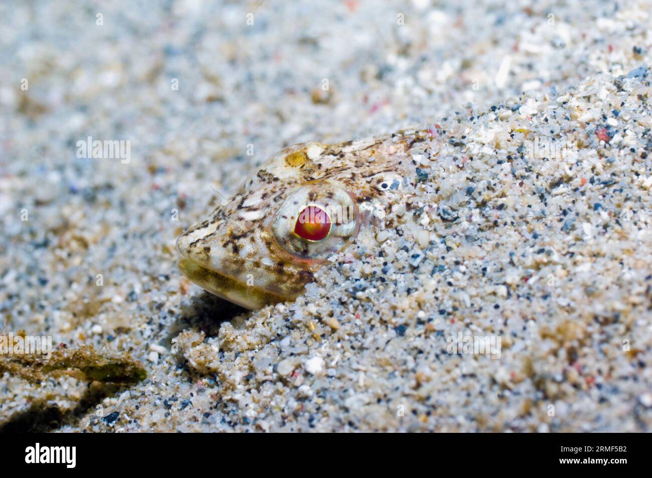 Lizardfish (Synodus sp.) buried in sandy bottom. Manado, North Sulawesi ...