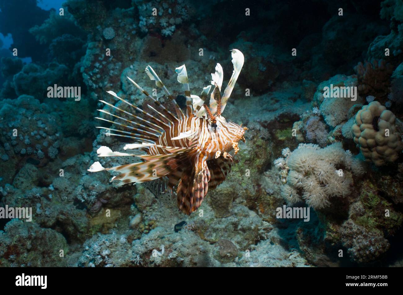Common Lionfish (Pterois miles). Egypt, Red Sea Stock Photo - Alamy