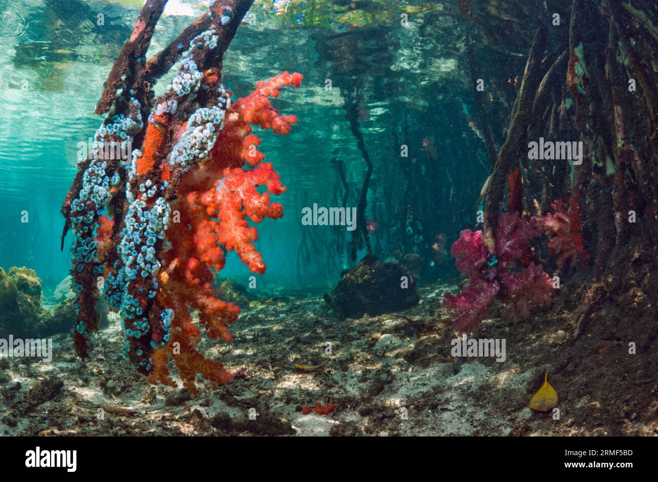 Soft coral and other invertebrates growing on mangrove roots ...