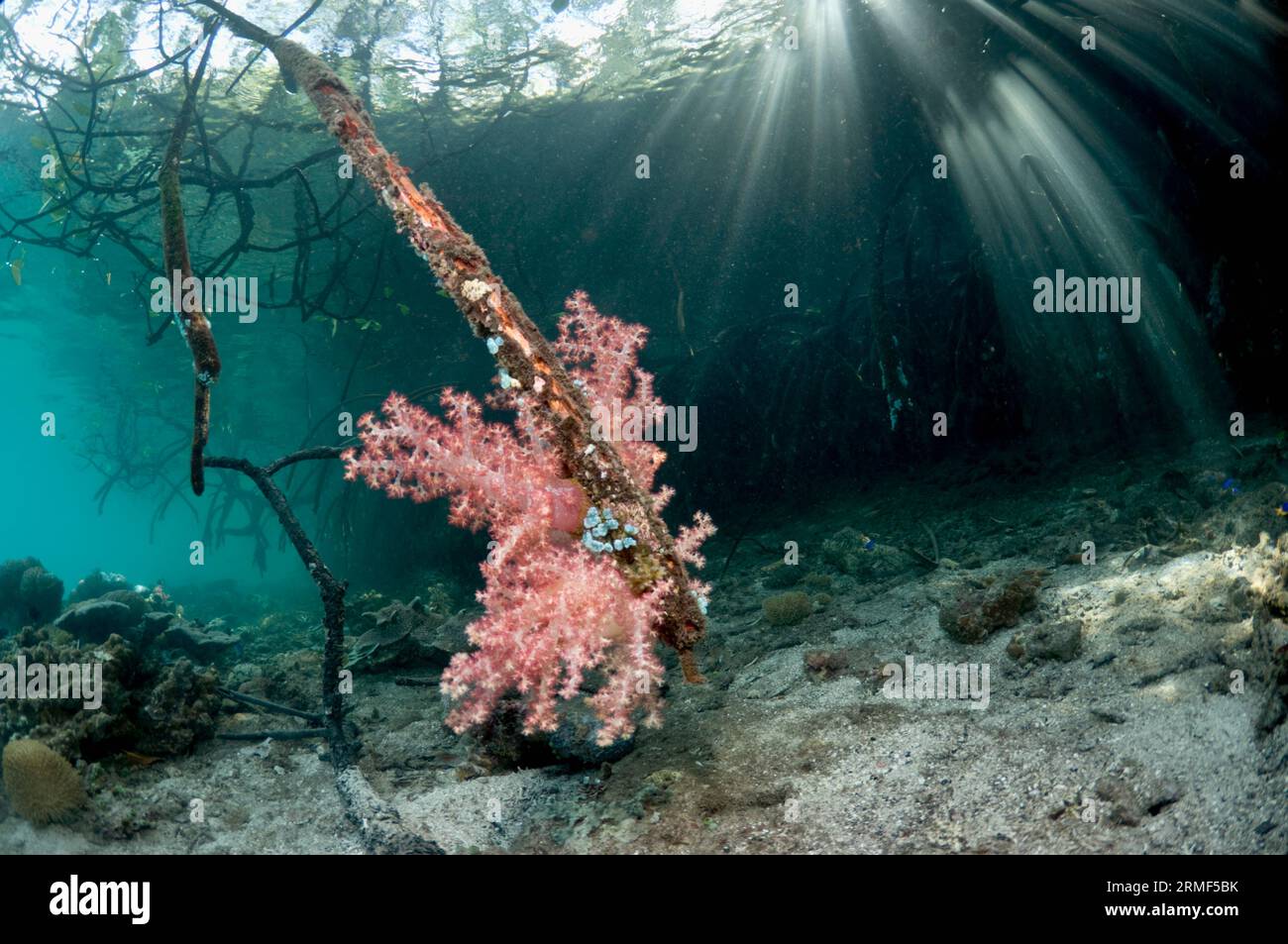 Blue water mangrove. Soft coral and other invertebrates growing on ...