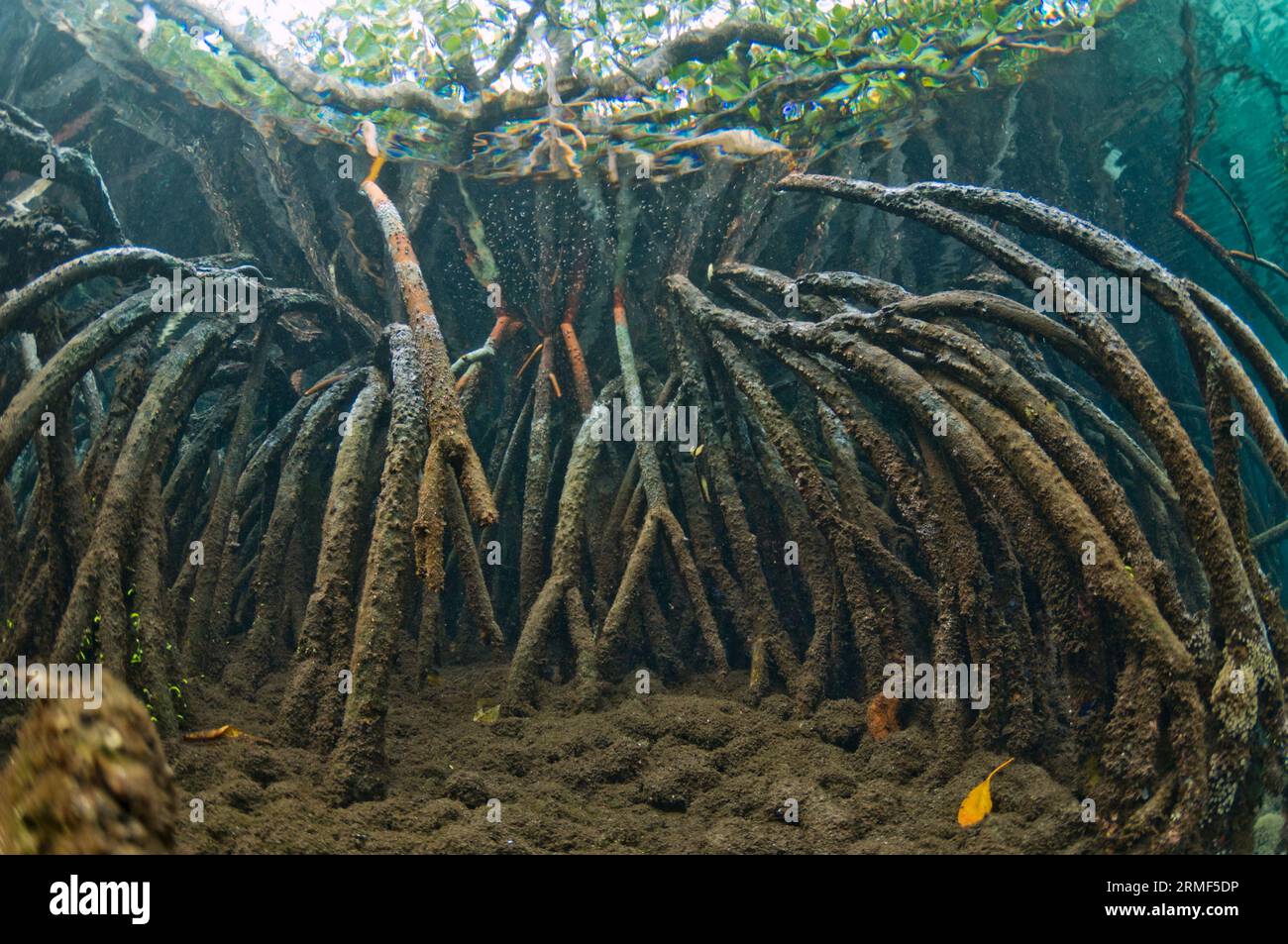 Mangrove roots underwater hi-res stock photography and images - Alamy