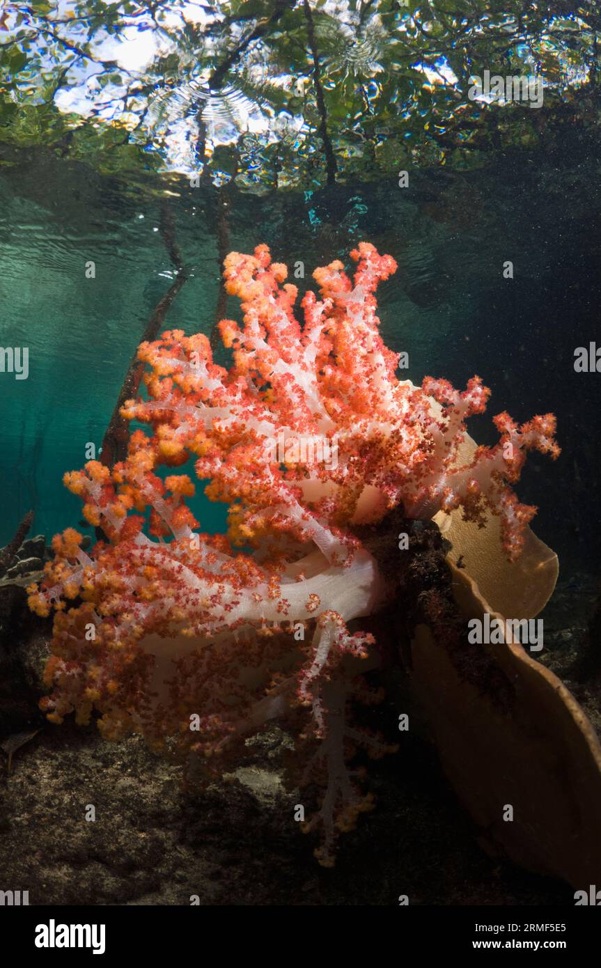 Blue water mangrove. Soft corals growing on mangrove roots (Rhizophora ...