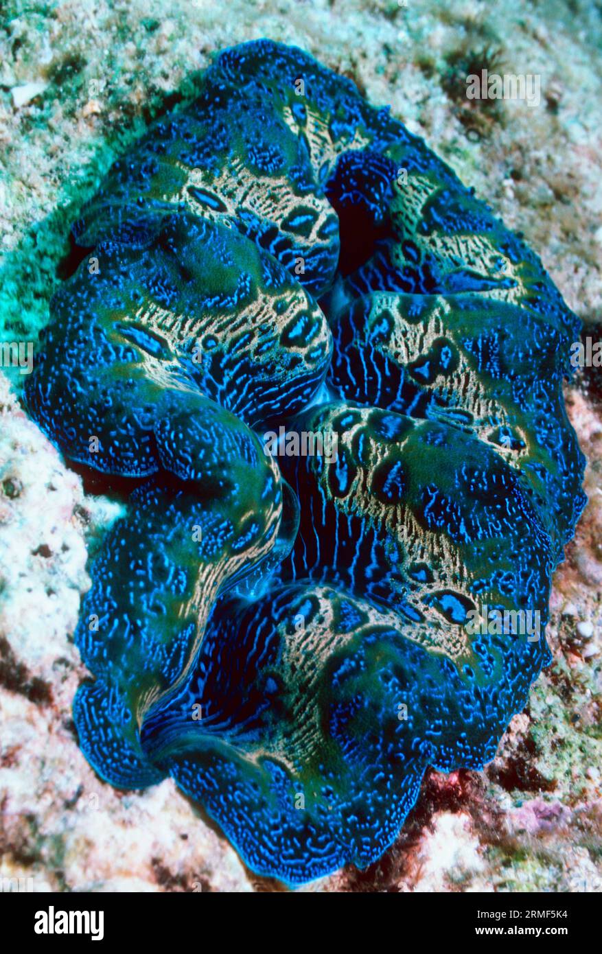 Crocea giant clam or Boring clam [Tridacna crocea]. Colours in the ...