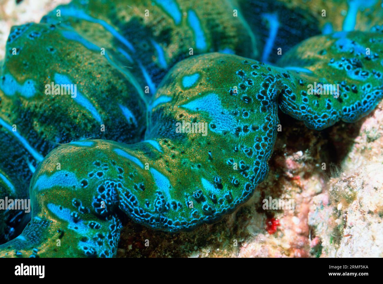 Crocea giant clam or Boring clam [Tridacna crocea]. Colours in the ...