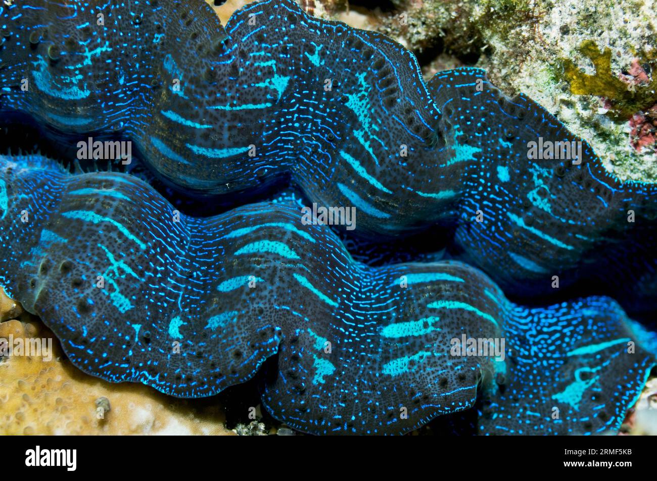 Crocea giant clam or Boring clam [Tridacna crocea]. Colours in the ...
