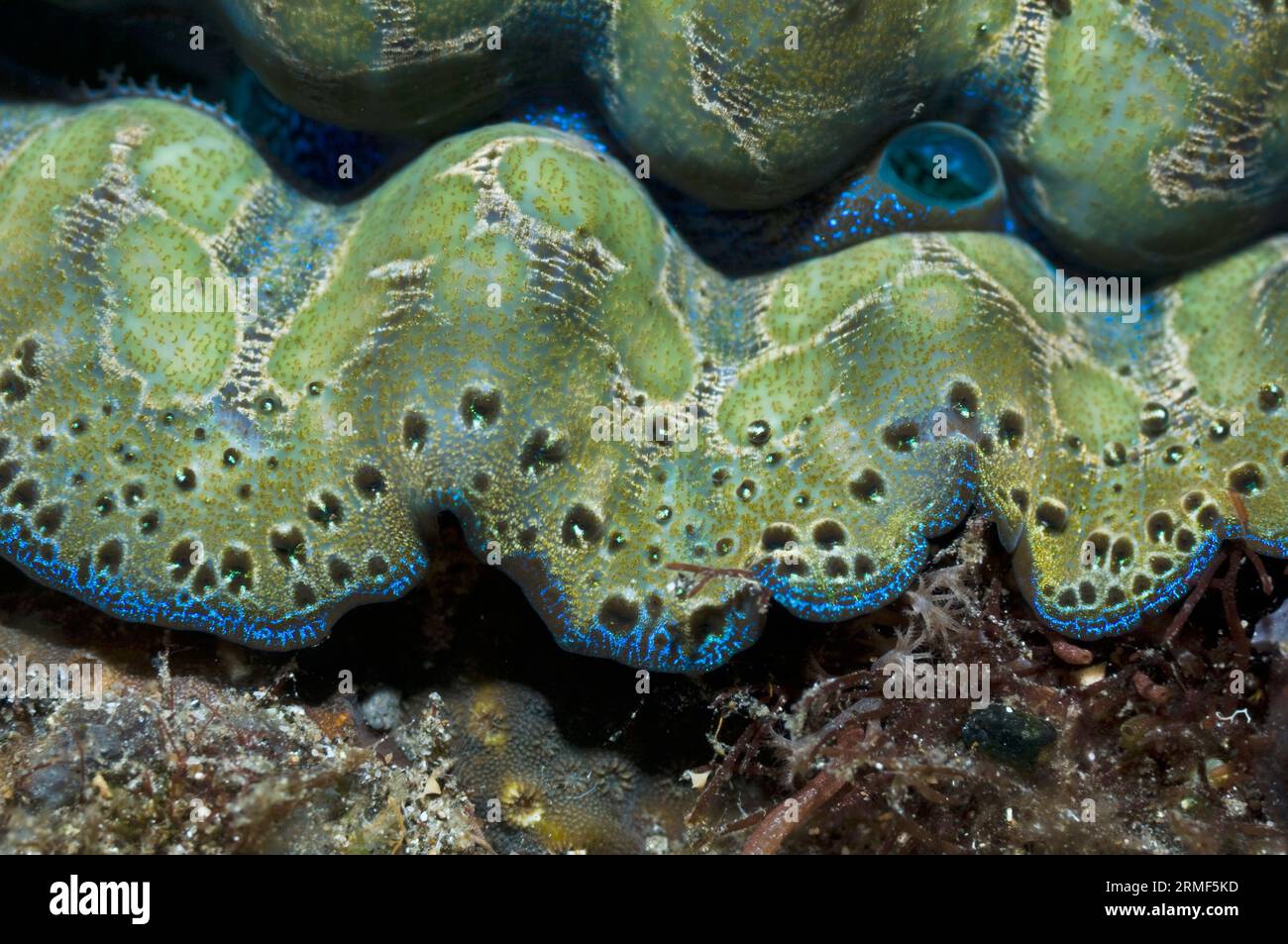 Giant Clam Eyes