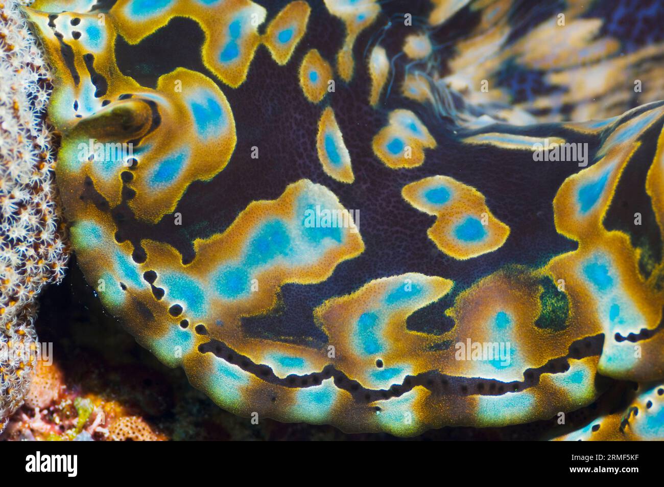 Giant giant clam (Tridacna gigas), close-up of mantle. Colours in the ...