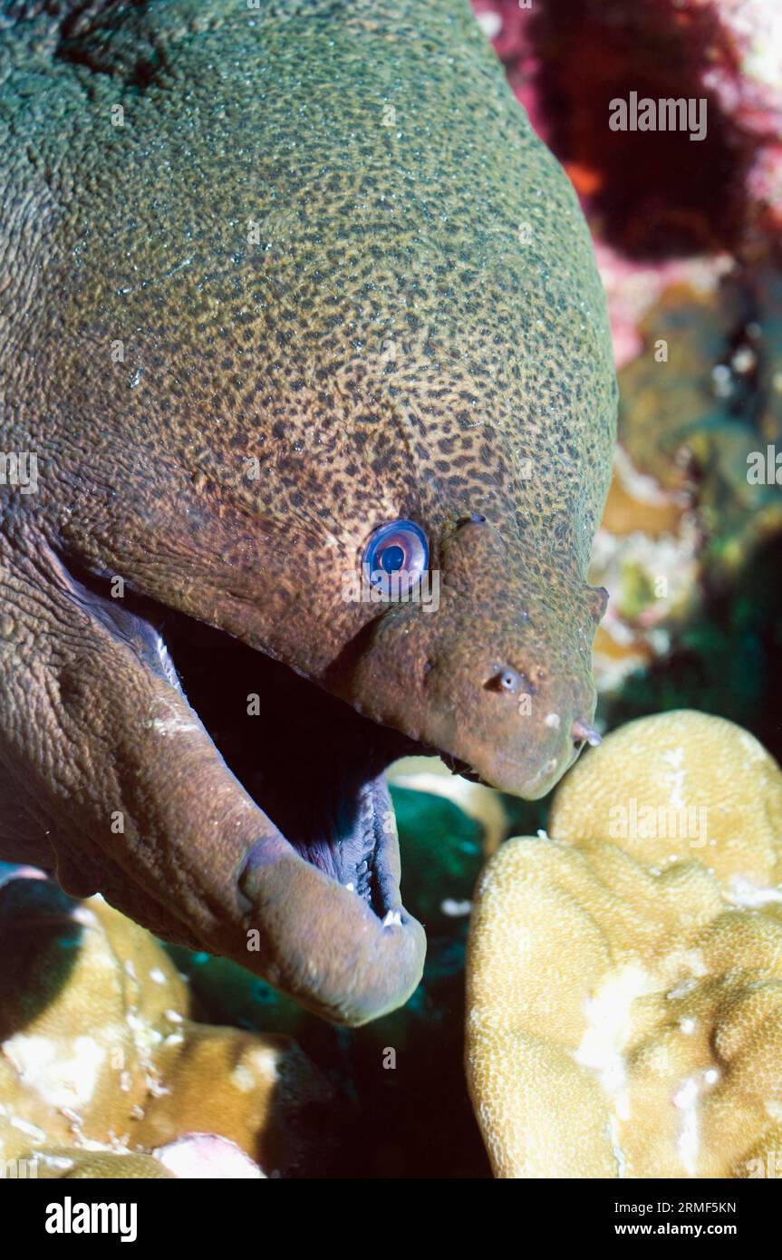 Giant moray (Gymnothorax javanicus). Andaman Sea, Thailand Stock Photo ...