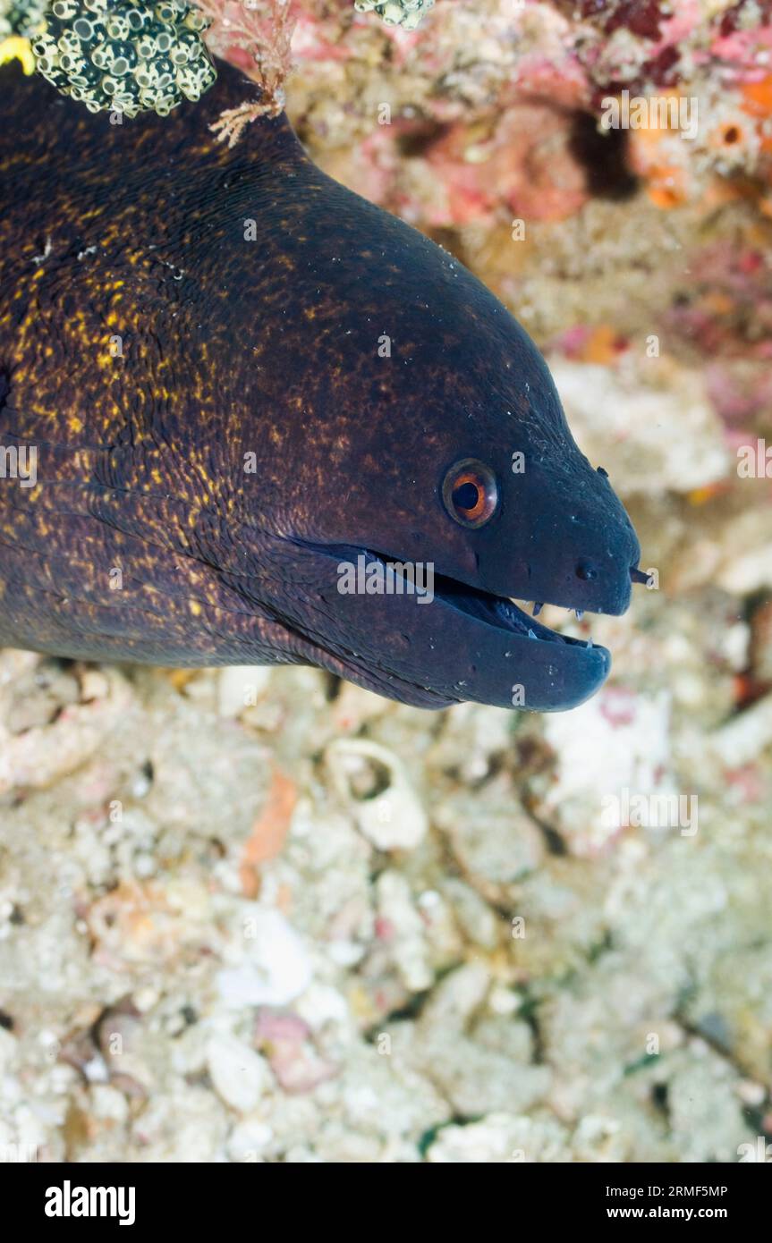 Yellow-margined moray (Gymnothorax flavimarginatus). Rinca, Komodo ...