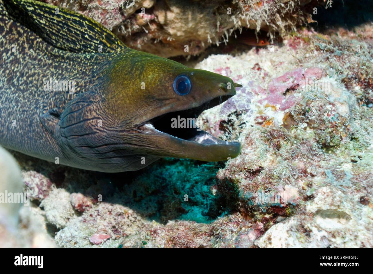 Giant moray (Gymnothorax javanicus). Maldives Stock Photo - Alamy