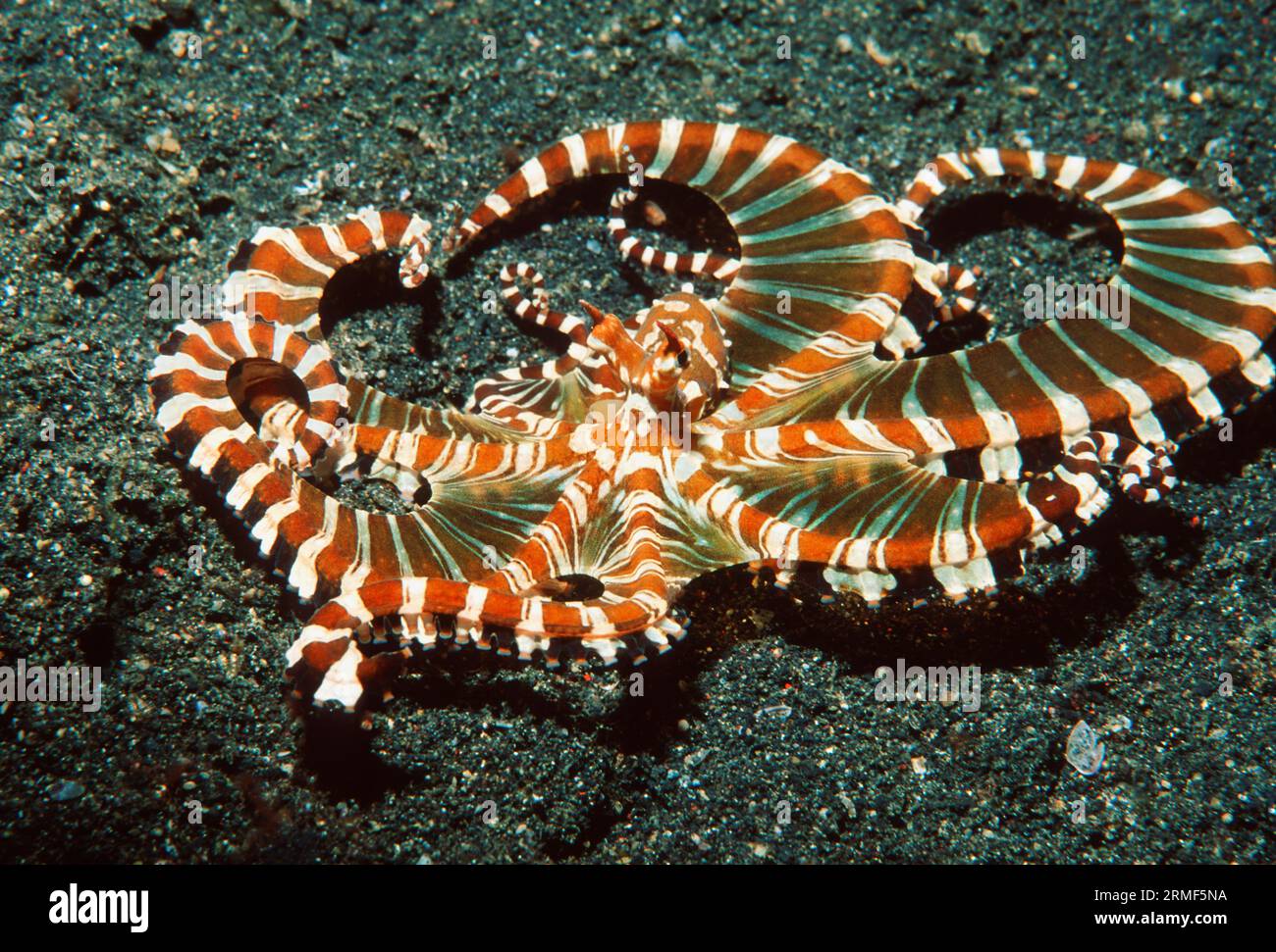 Wunderpus octopus [Wunderpus photogenicus]hunting on sandy bottom ...