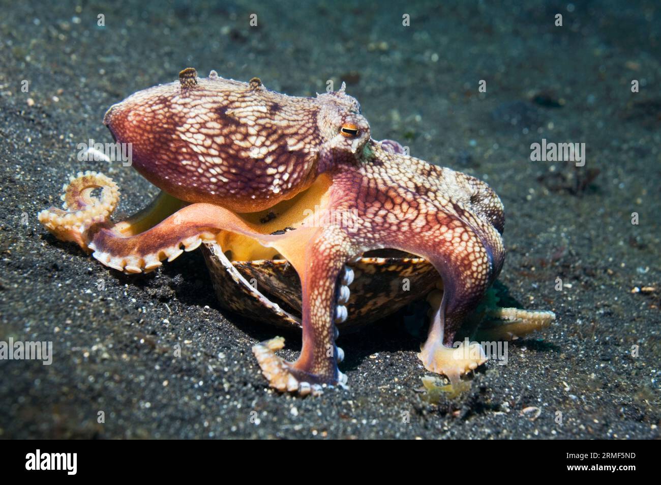 Underwater shells ocean floor hi-res stock photography and images - Alamy
