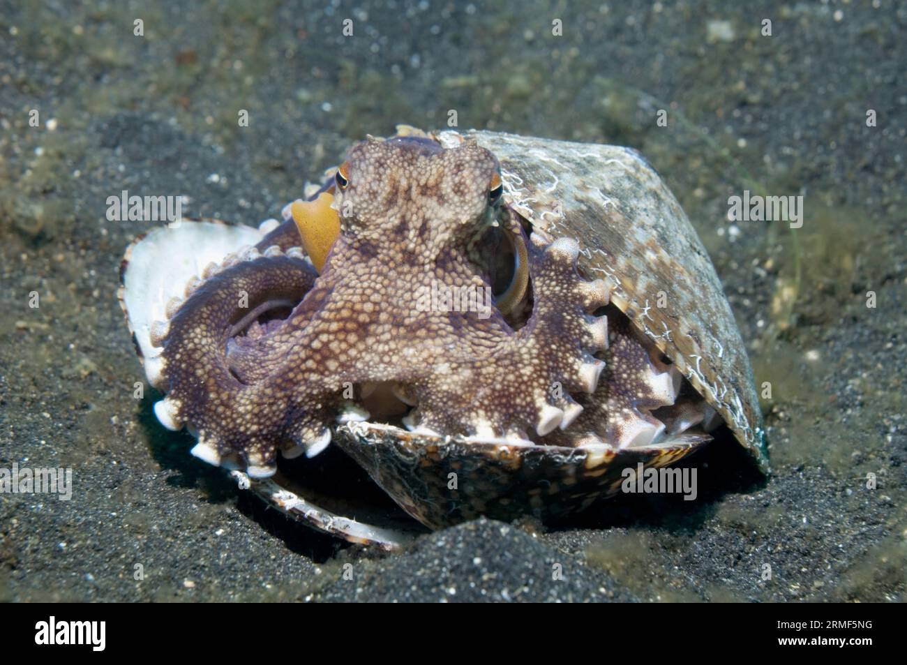 Sea sand bottom mud hi-res stock photography and images - Alamy