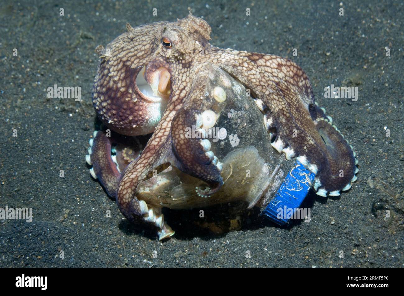 Plastic octopus hi-res stock photography and images - Alamy