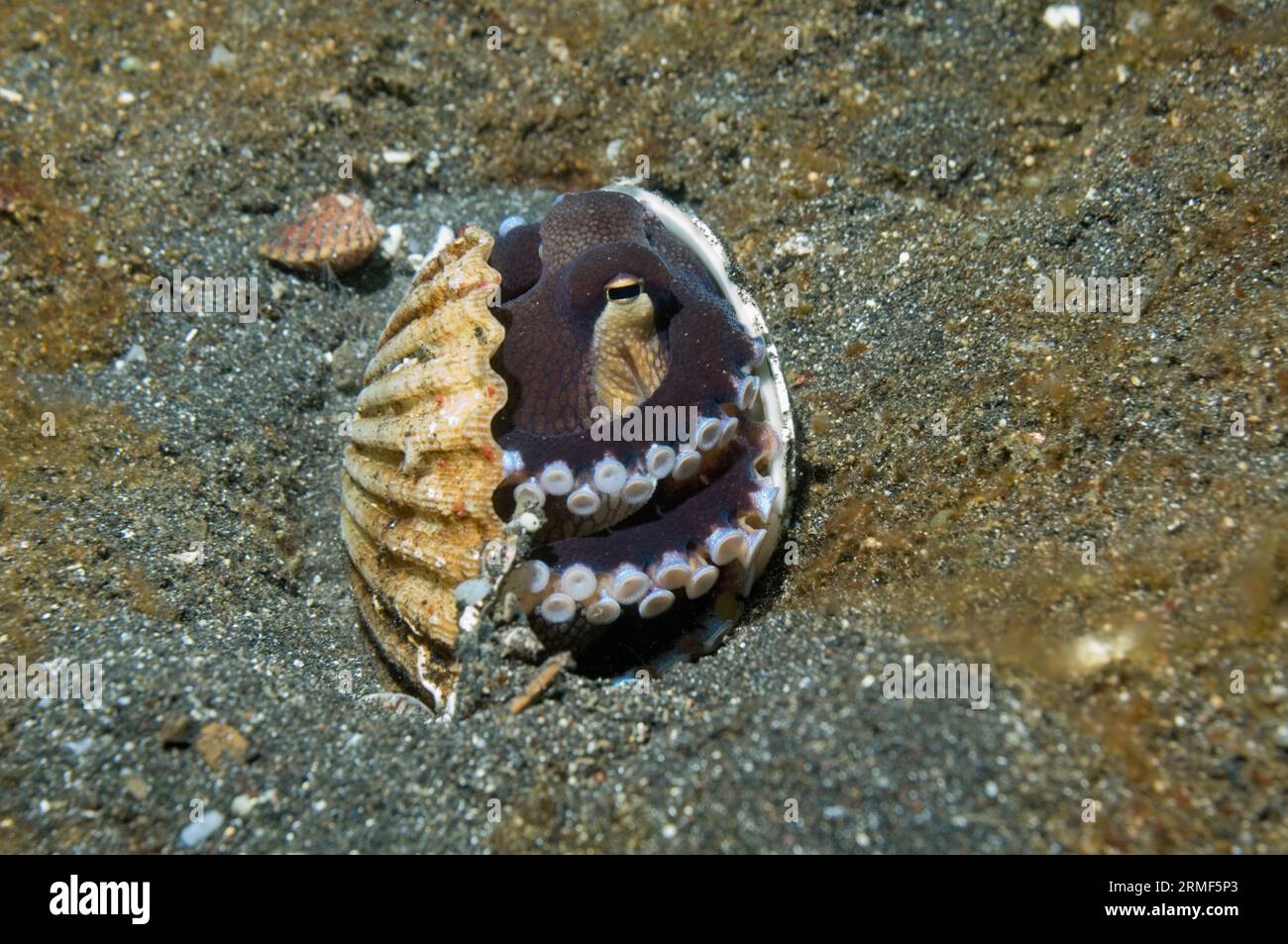 Underwater shells ocean floor hi-res stock photography and images - Alamy