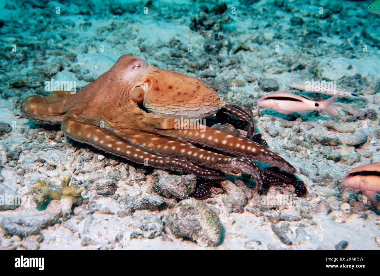 Octopus escape hi-res stock photography and images - Alamy