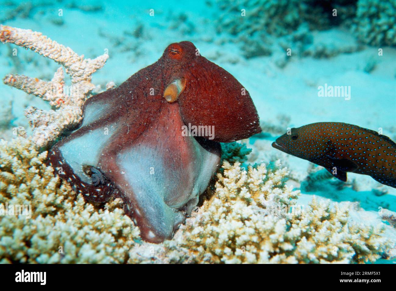Octopus with prey hi-res stock photography and images - Alamy