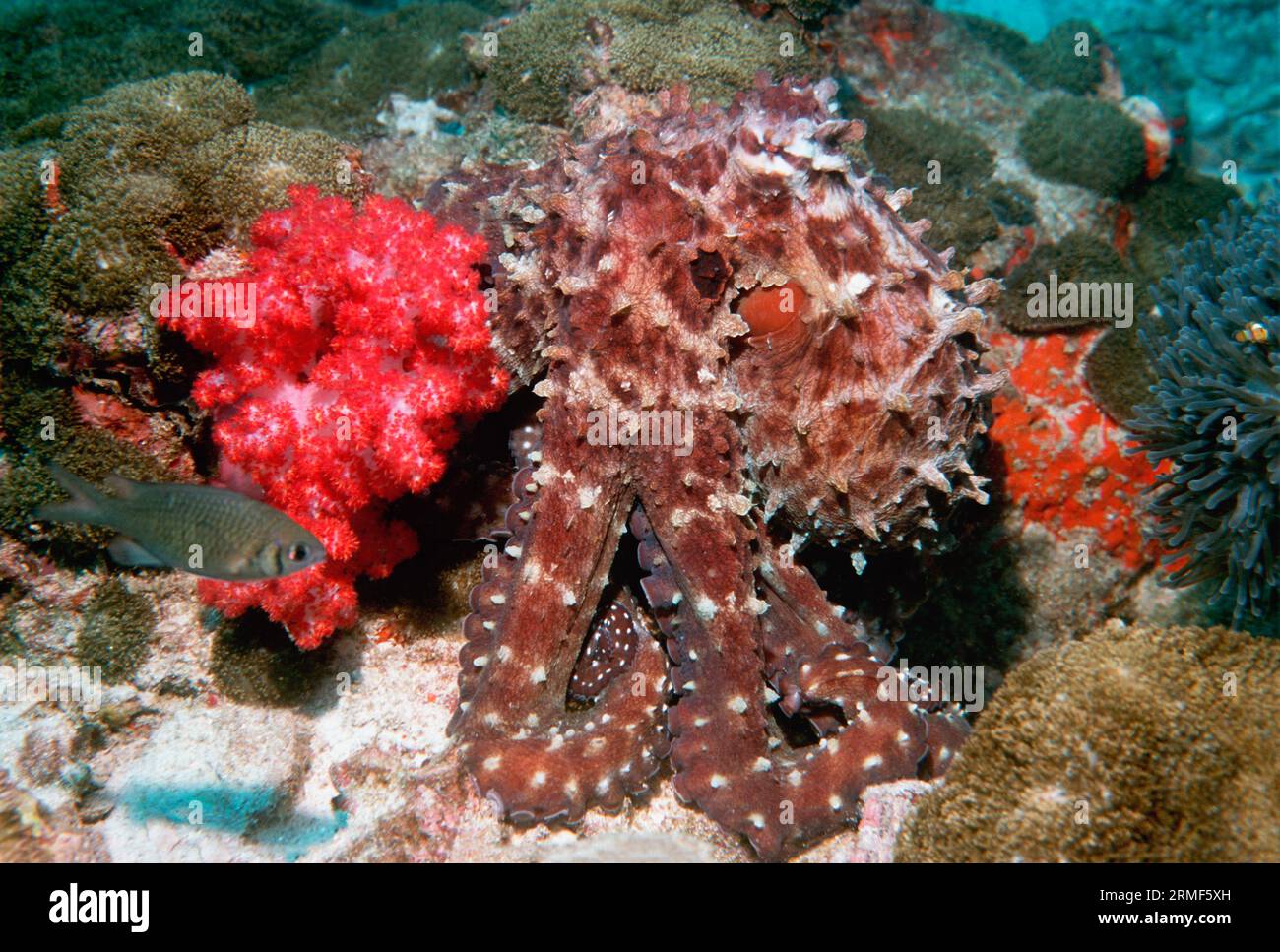 Day octopus (Octopus cyanea). Andaman Sea, Thailand Stock Photo - Alamy
