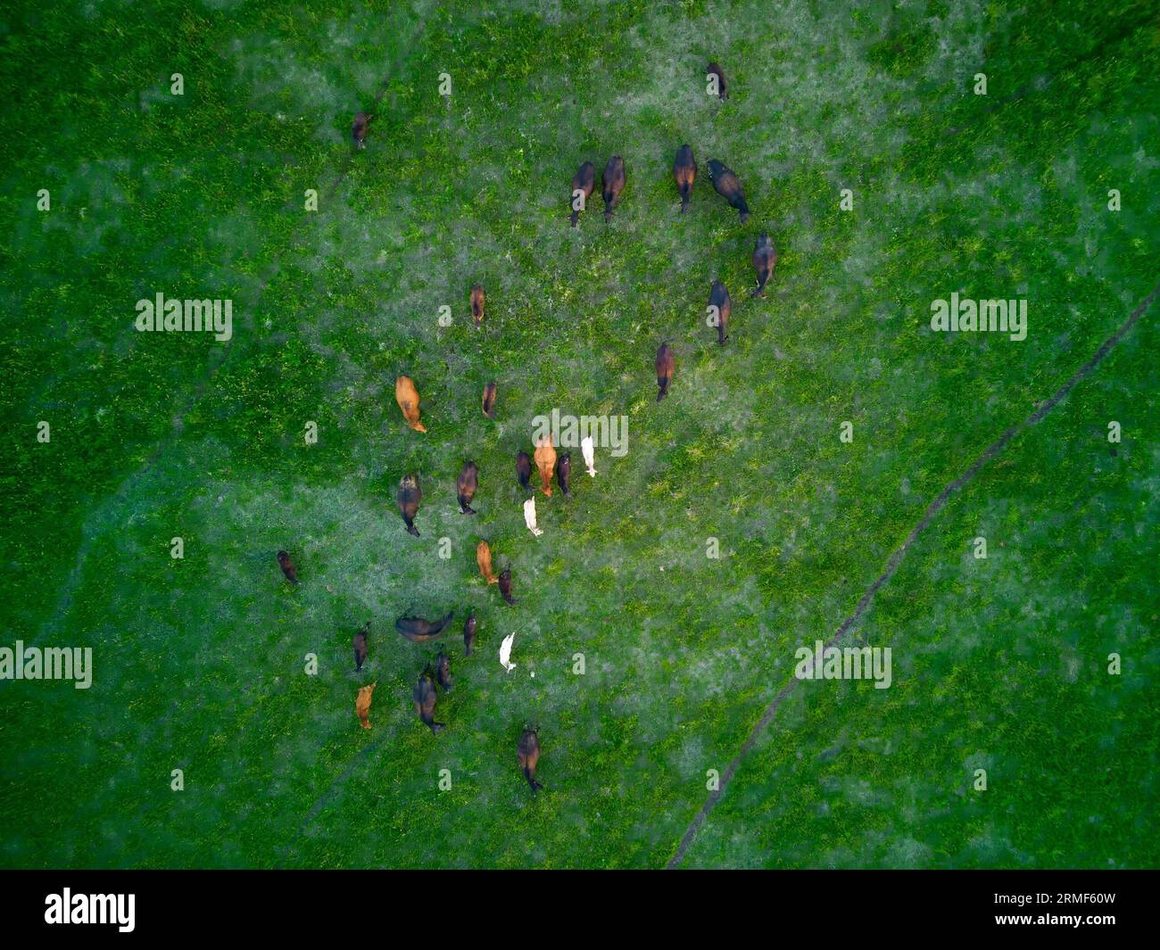 Overhead drone aerial view of cattle grazing in a field Stock Photo - Alamy