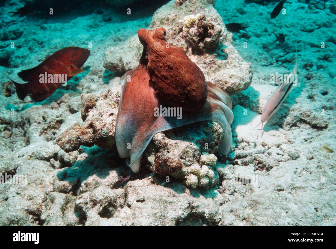 Octopus escape hi-res stock photography and images - Alamy