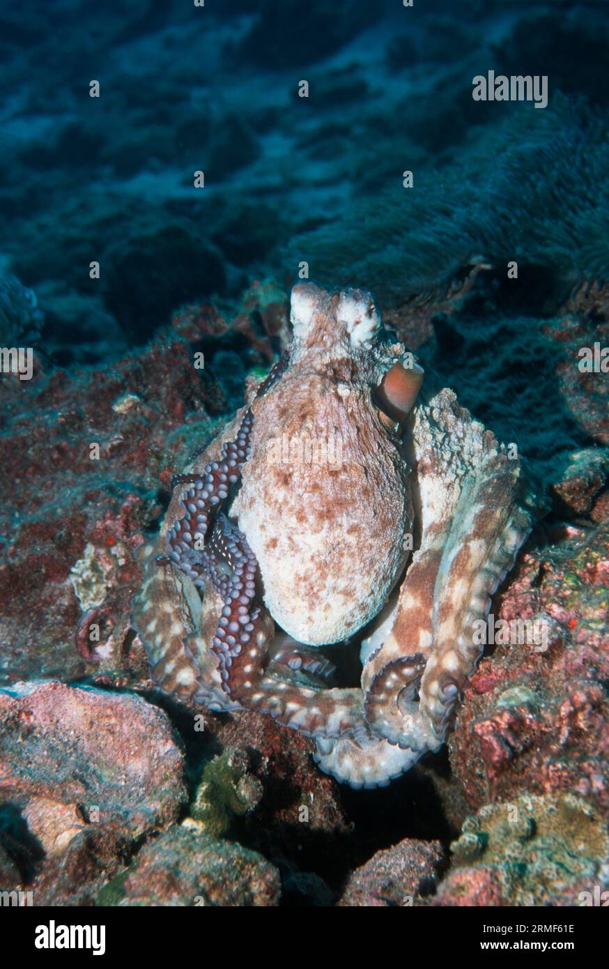 East pacific red octopus hi-res stock photography and images - Alamy