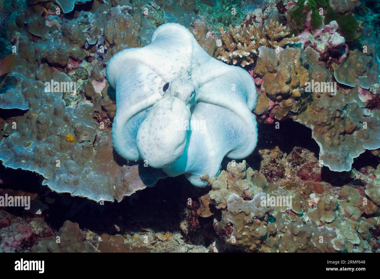 Day octopus (Octopus cyanea) hunting over corals. Andaman Sea, Thailand ...