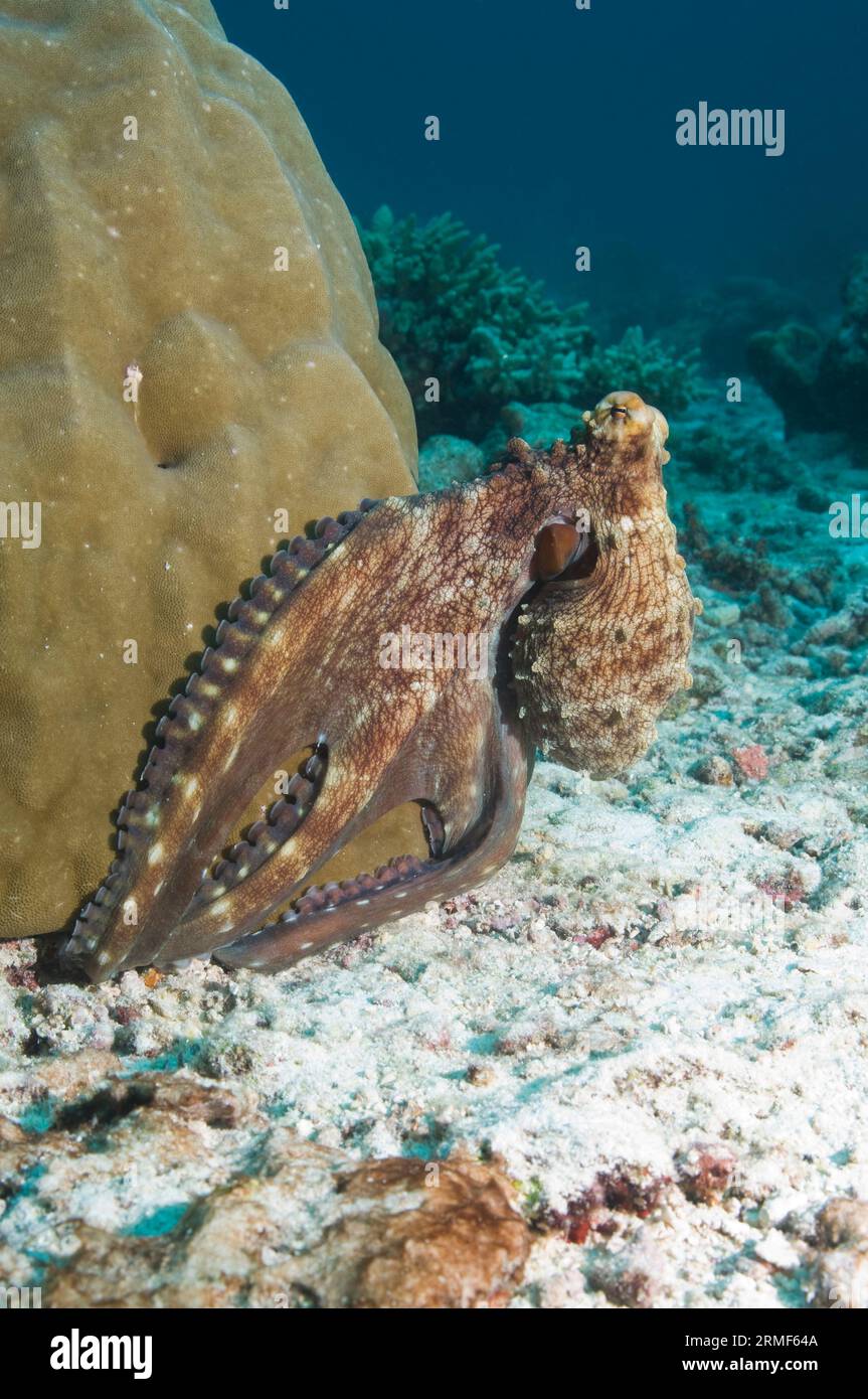 Indo pacific day octopus octopus cyanea hi-res stock photography and ...