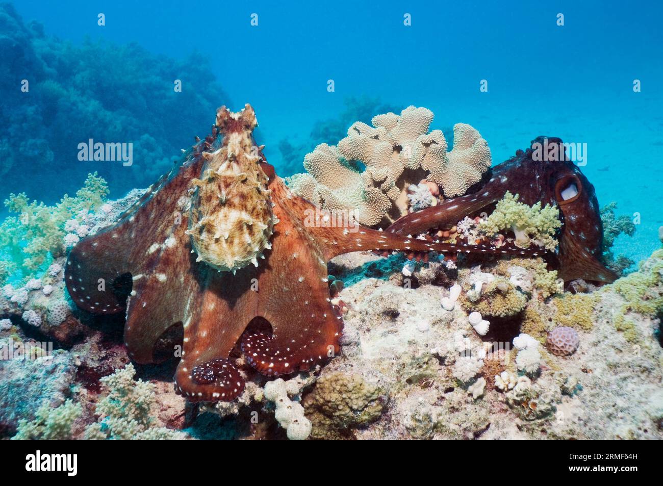 Day octopus (Octopus cyanea) stretching arm out to female to mate ...