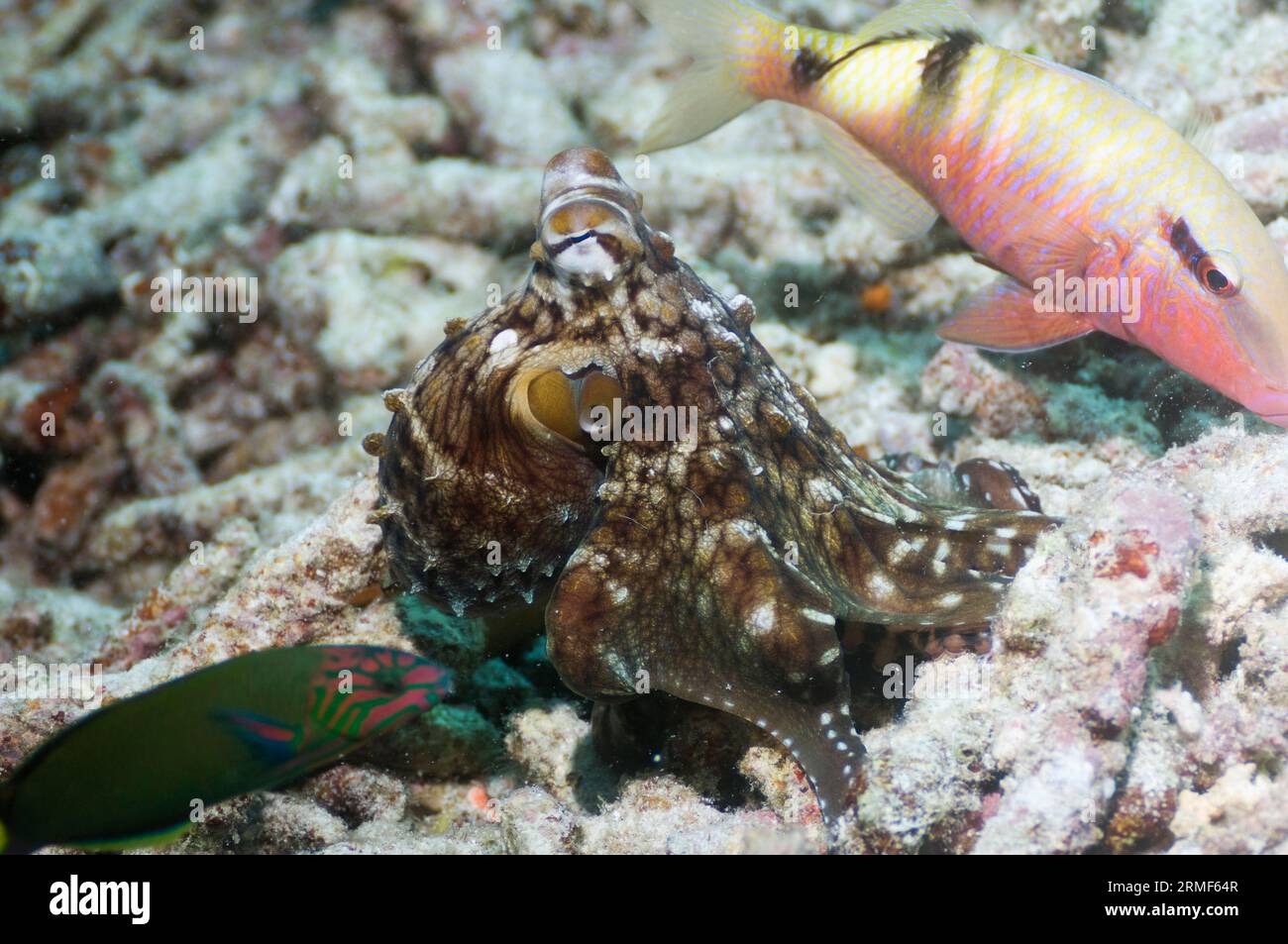 Day octopus (Octopus cyanea) hunting over coral rubble. Misool, Raja ...