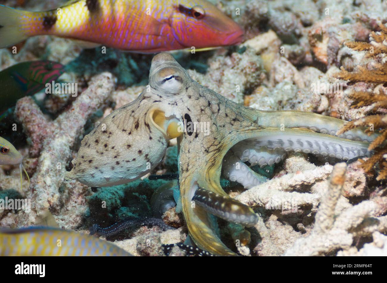 Day octopus (Octopus cyanea) hunting over coral rubble, accompanied by ...