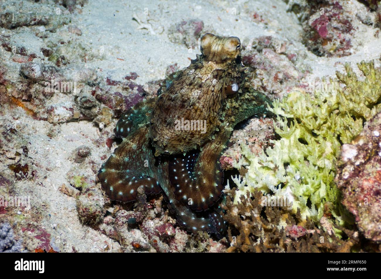 Day octopus (Octopus cyanea) hunting. Misool, Raja Ampat, West Papua ...