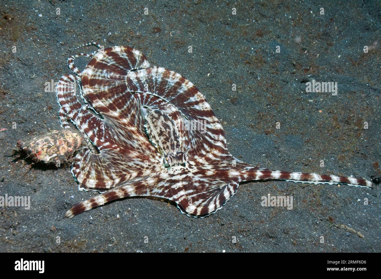 Mimic octopus (Thaumoctopus mimicuso) hunting over sandy bottom. Can ...