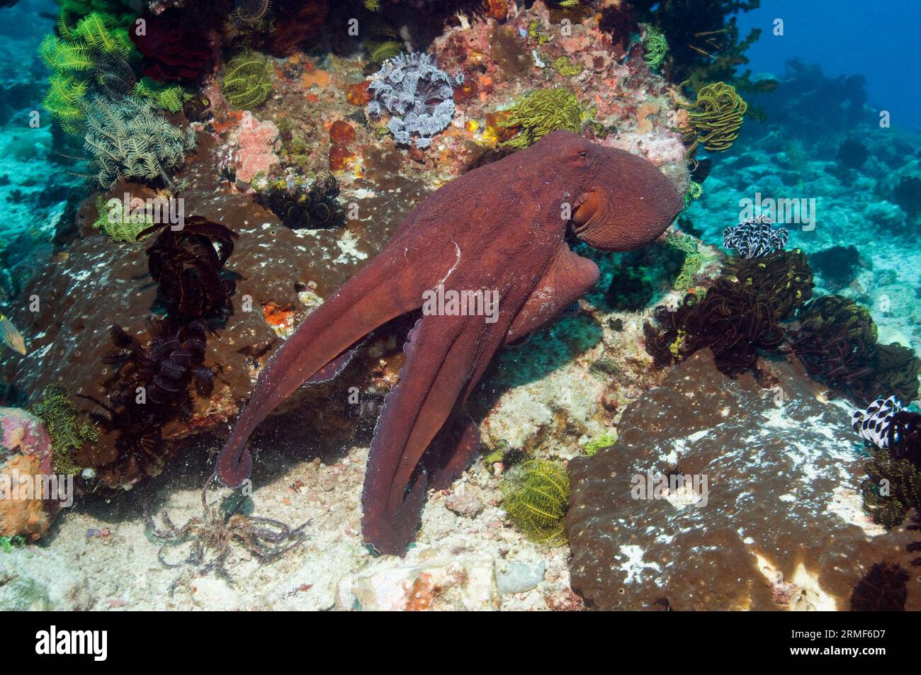 Octopus swimming hi-res stock photography and images - Alamy