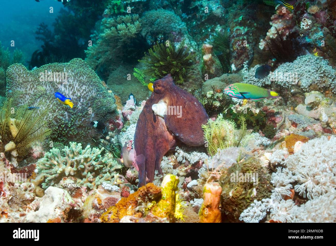 Day octopus (Octopus cyanea) hunting on coral reef. Komodo National ...