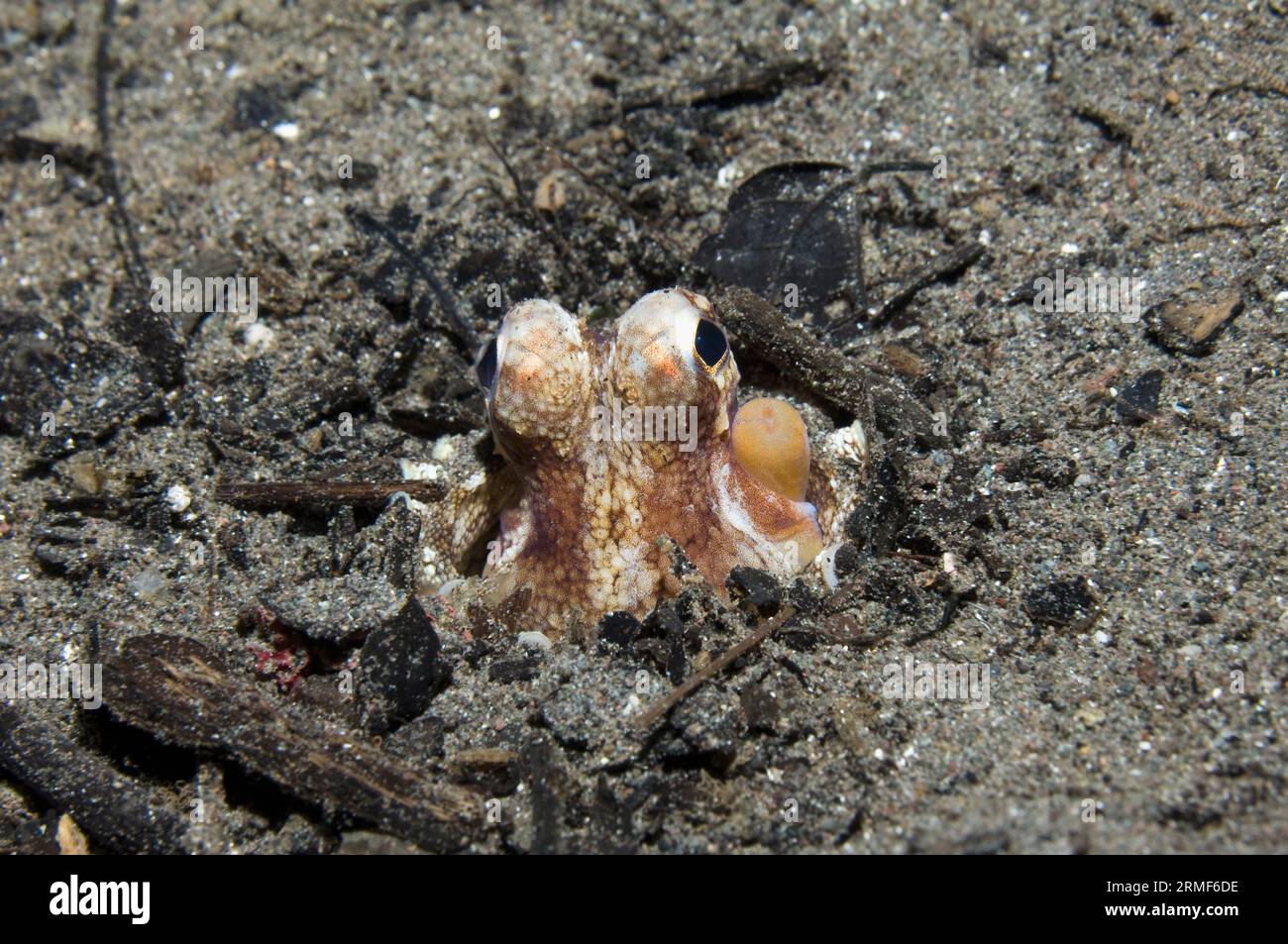 Veined octopus (Octopus marginatus) hiding in hole in sandy sea bed ...