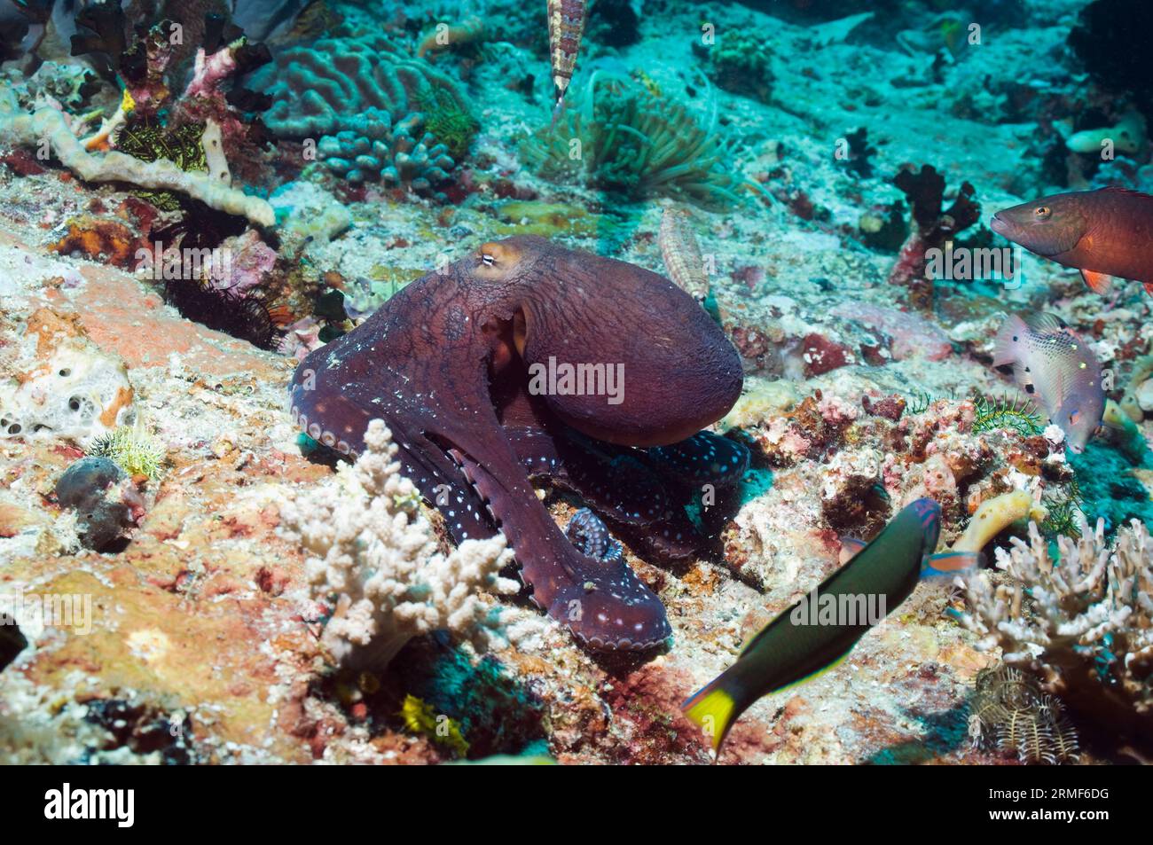 Day octopus (Octopus cyanea) hunting on coral reef, closely watched by ...