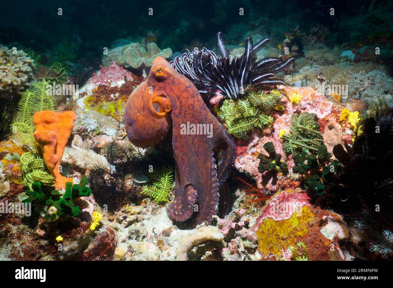 Octopus underwater scenery hi-res stock photography and images - Alamy