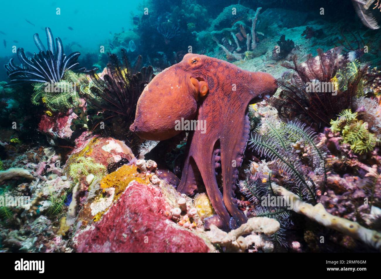 Day octopus (Octopus cyanea) hunting on coral reef with feahterstars ...