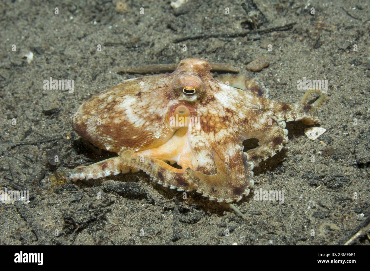 Veined octopus (Octopus marginatus). Rinca, Komodo National Park ...