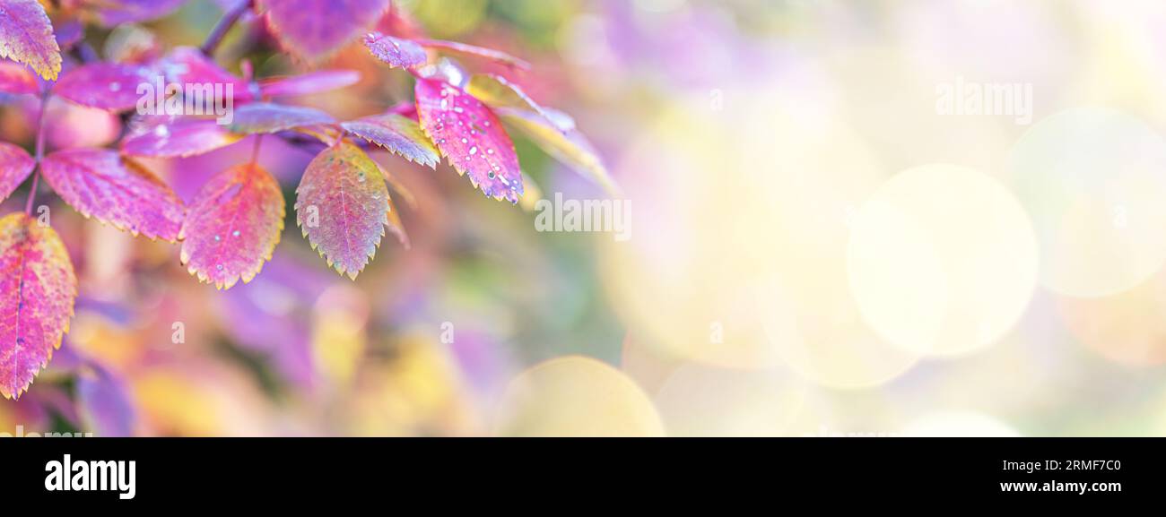 Autumn banner. Bright pink-purple leaves close up on blurred ...