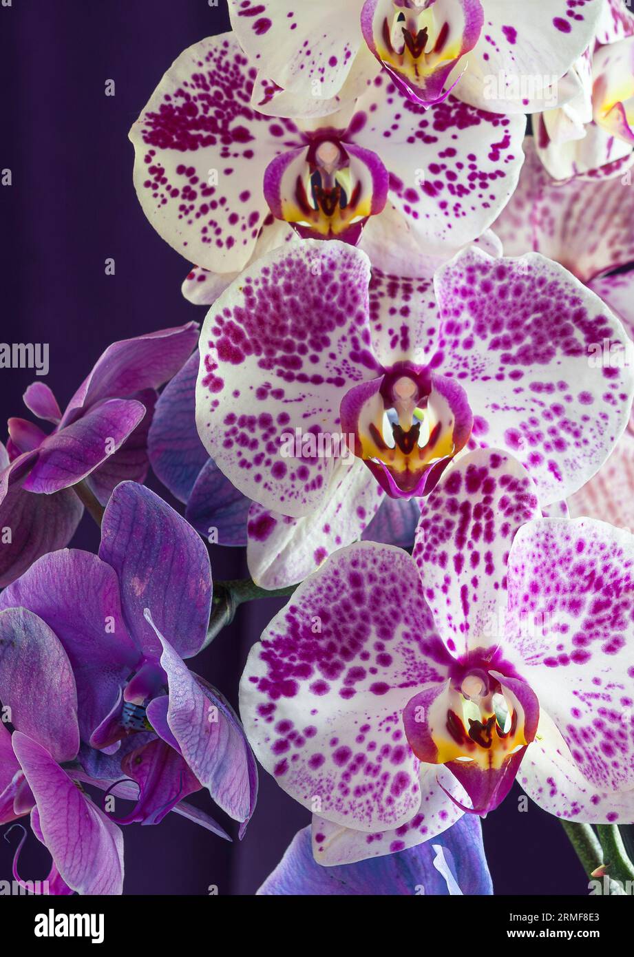 Aphrodite's Phalaenopsis Orchids Stock Photo - Alamy
