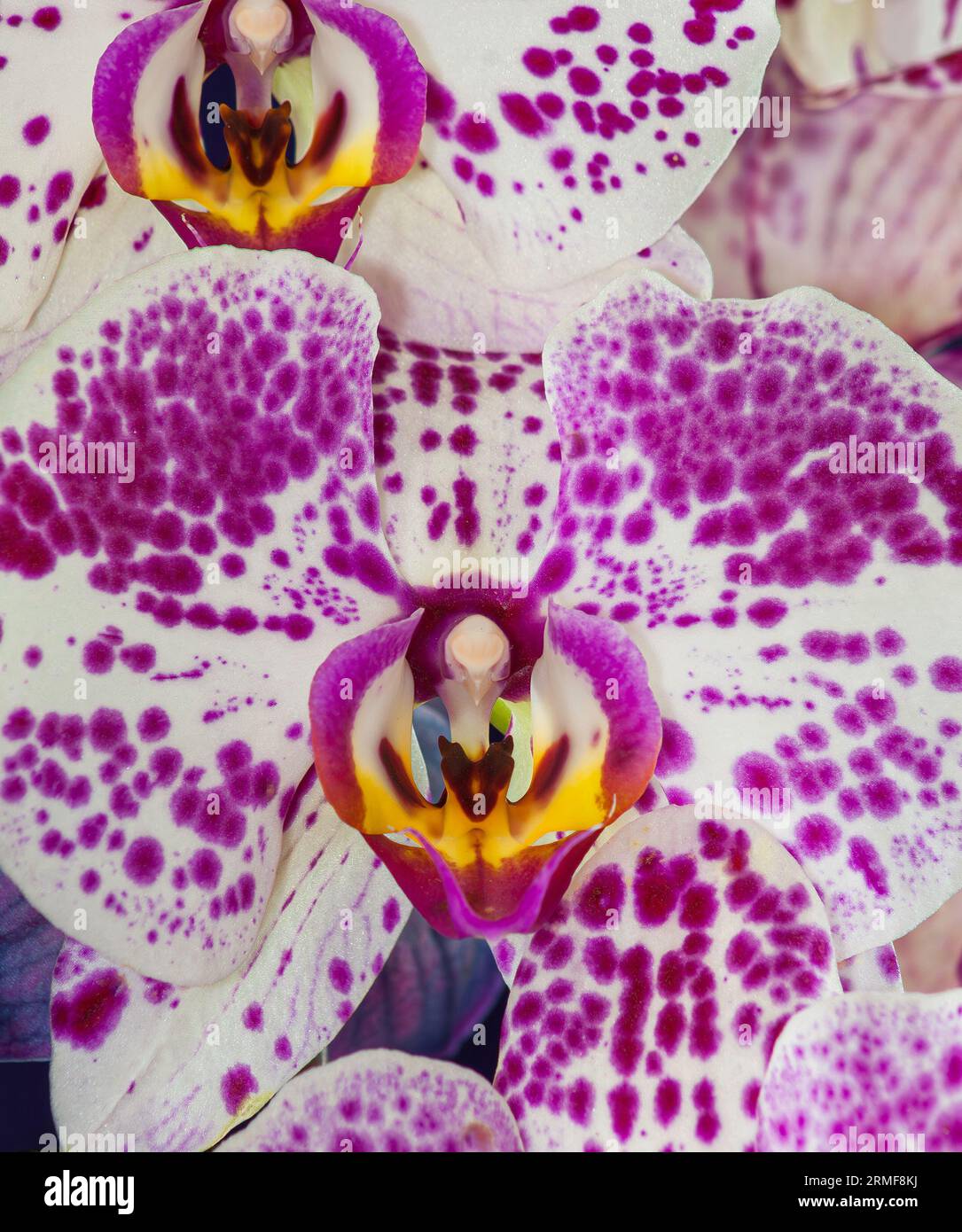 Aphrodite’s Phalaenopsis – Phalaenopsis Sorten – CUDAE