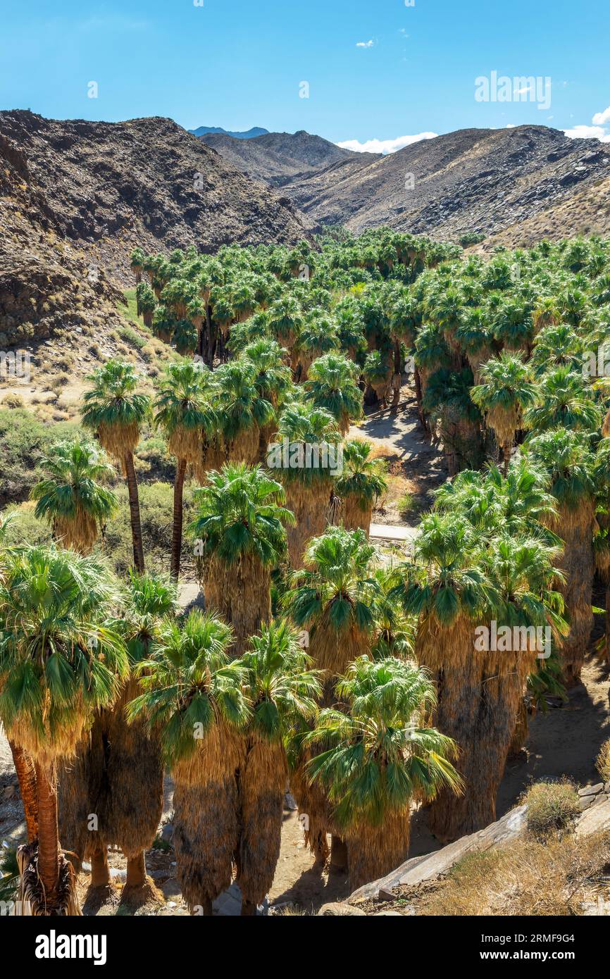 Washingtonia filiferas, native California palm trees in Indian Canyons ...