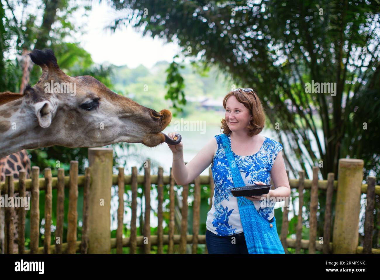 Cheerful zoo visitor is feeding a giraffe Stock Photo - Alamy