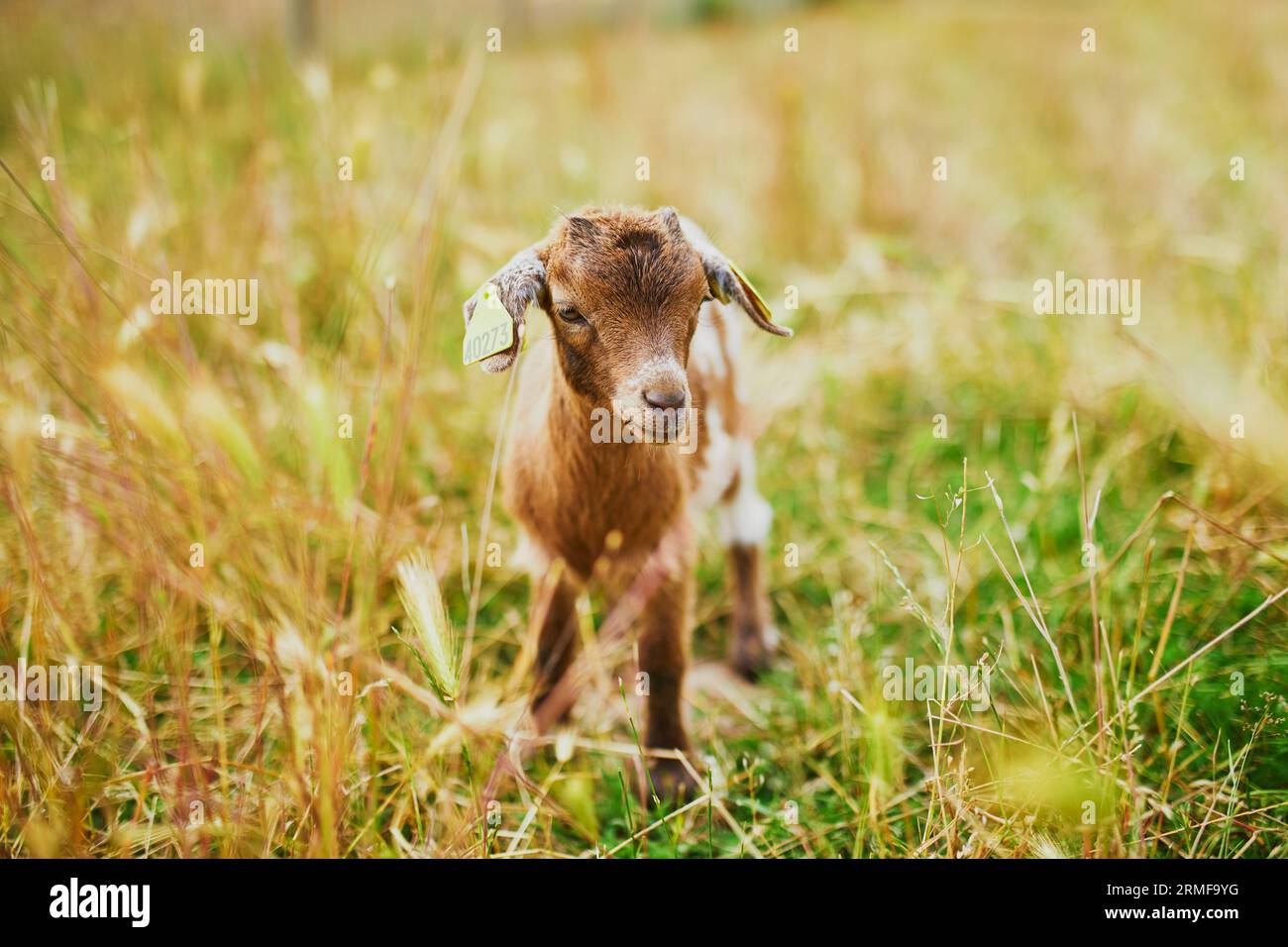 Pretty little kid goat with number tag standing in a spring meadow ...