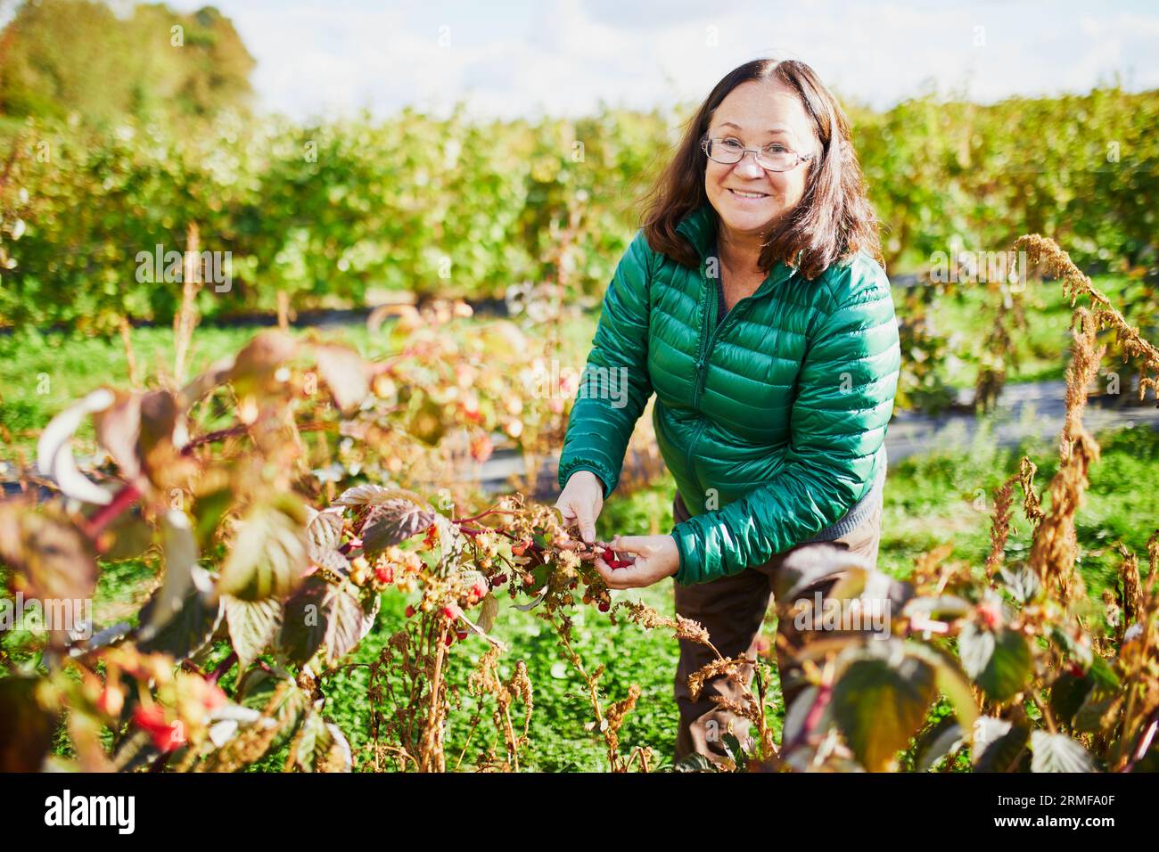 Happy middle aged woman gathering raspberries on farm Stock Photo - Alamy